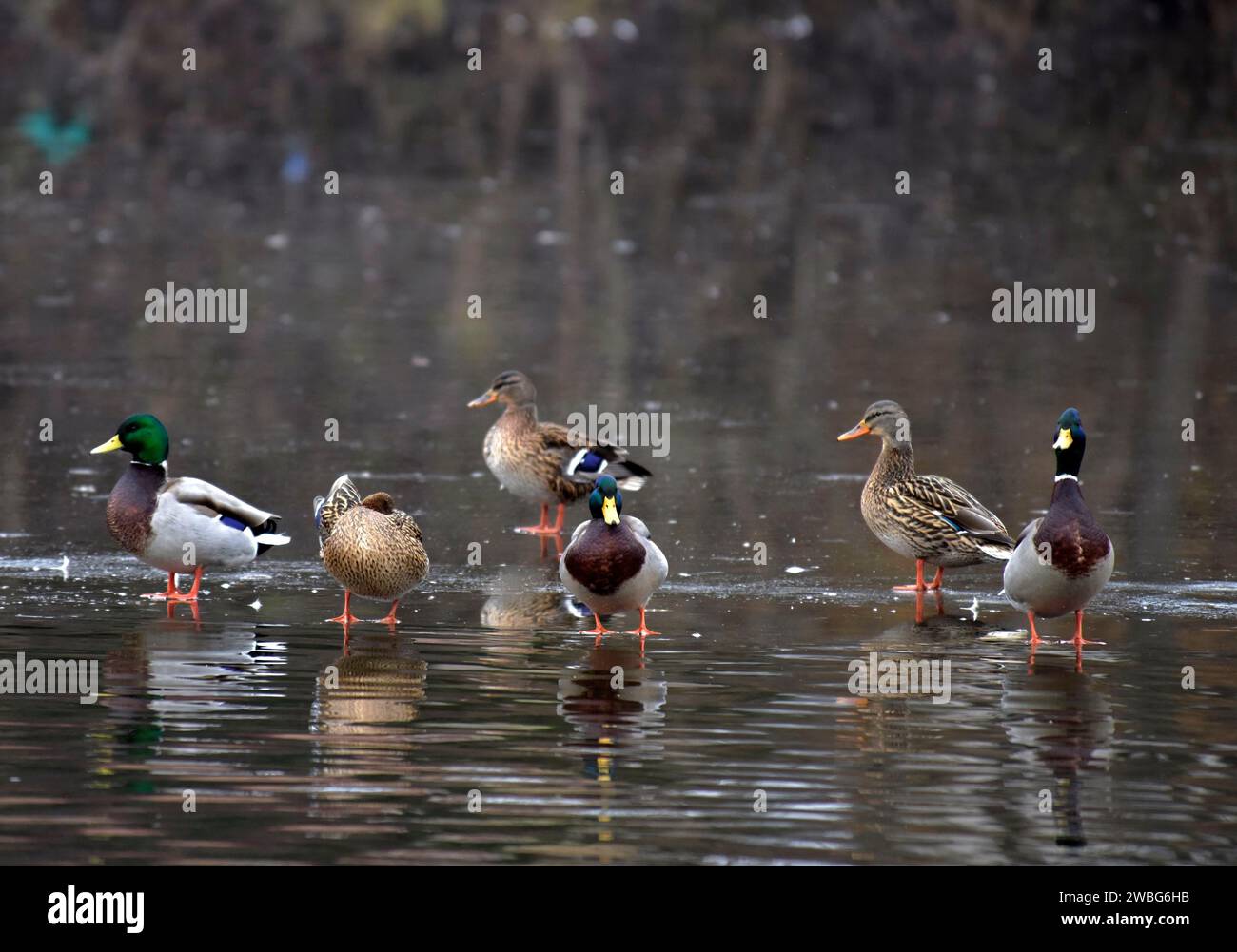 Non Exclusive: VINNYTSIA, UKRAINE - JANUARY 01, 2024 - Wild ducks on ...