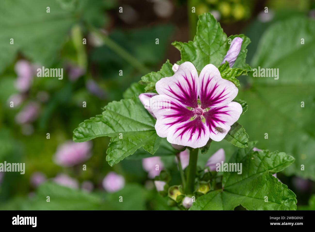 Malva sylvestris ‘zebrina’ hi-res stock photography and images - Alamy