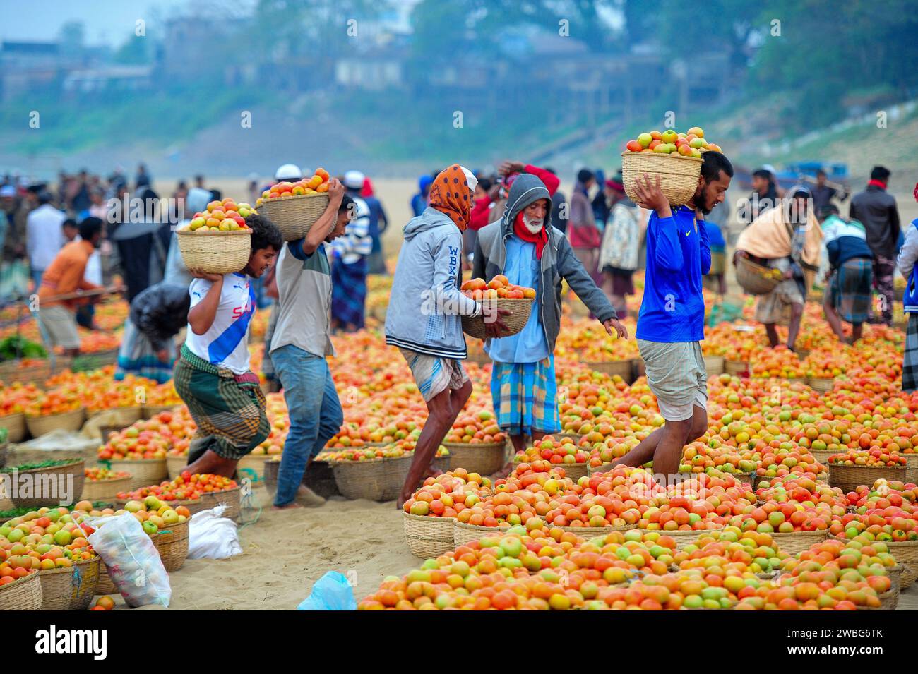 Non Exclusive: 10 January 2024 Sylhet-Bangladesh: Hundreds of farmers ...