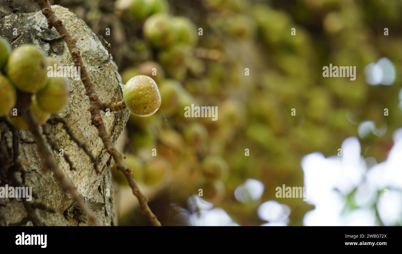 Ficus racemosa borneo hi-res stock photography and images - Alamy
