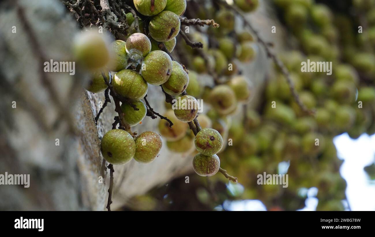 Ficus racemosa borneo hi-res stock photography and images - Alamy