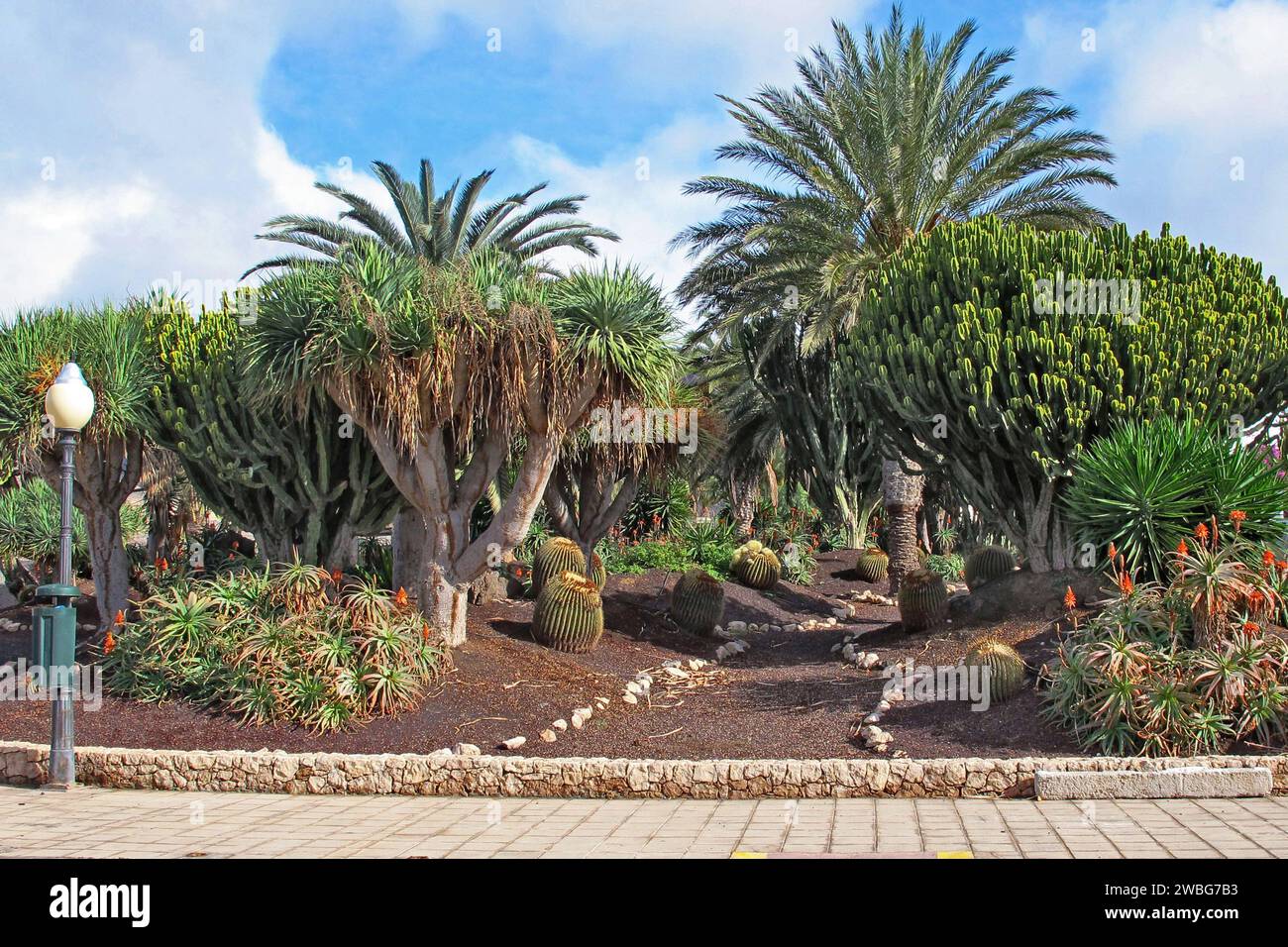Morro jable palm trees hi-res stock photography and images - Alamy
