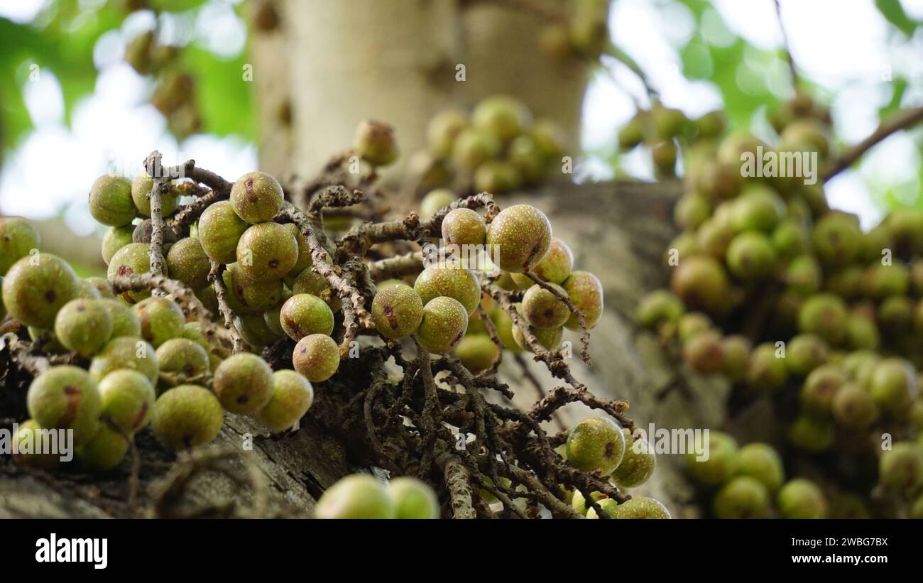 Ficus racemosa borneo hi-res stock photography and images - Alamy
