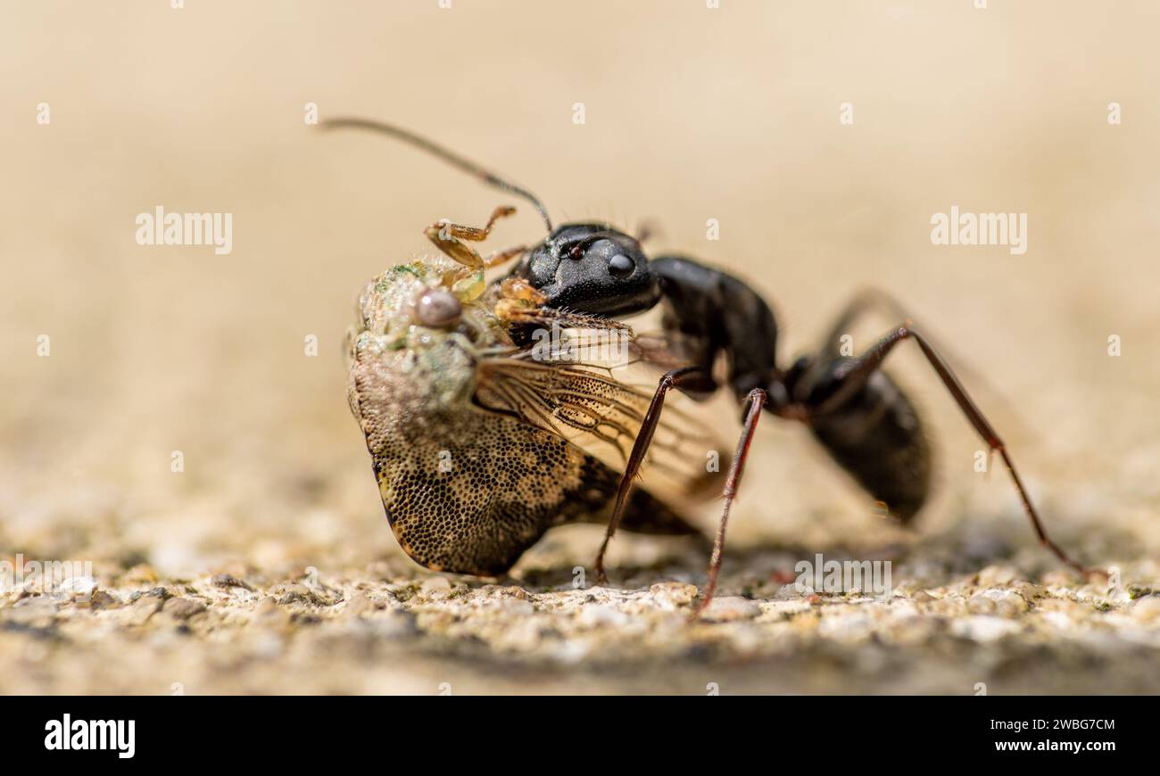 Black ants nest hi-res stock photography and images - Alamy