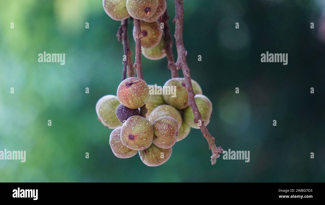 Ficus racemosa. In India, the bark is rubbed on a stone with water to ...
