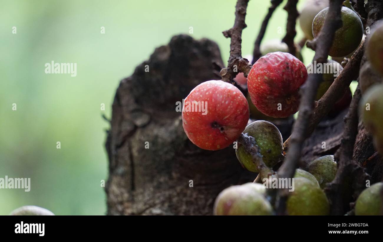 Ficus glomerata hi-res stock photography and images - Alamy