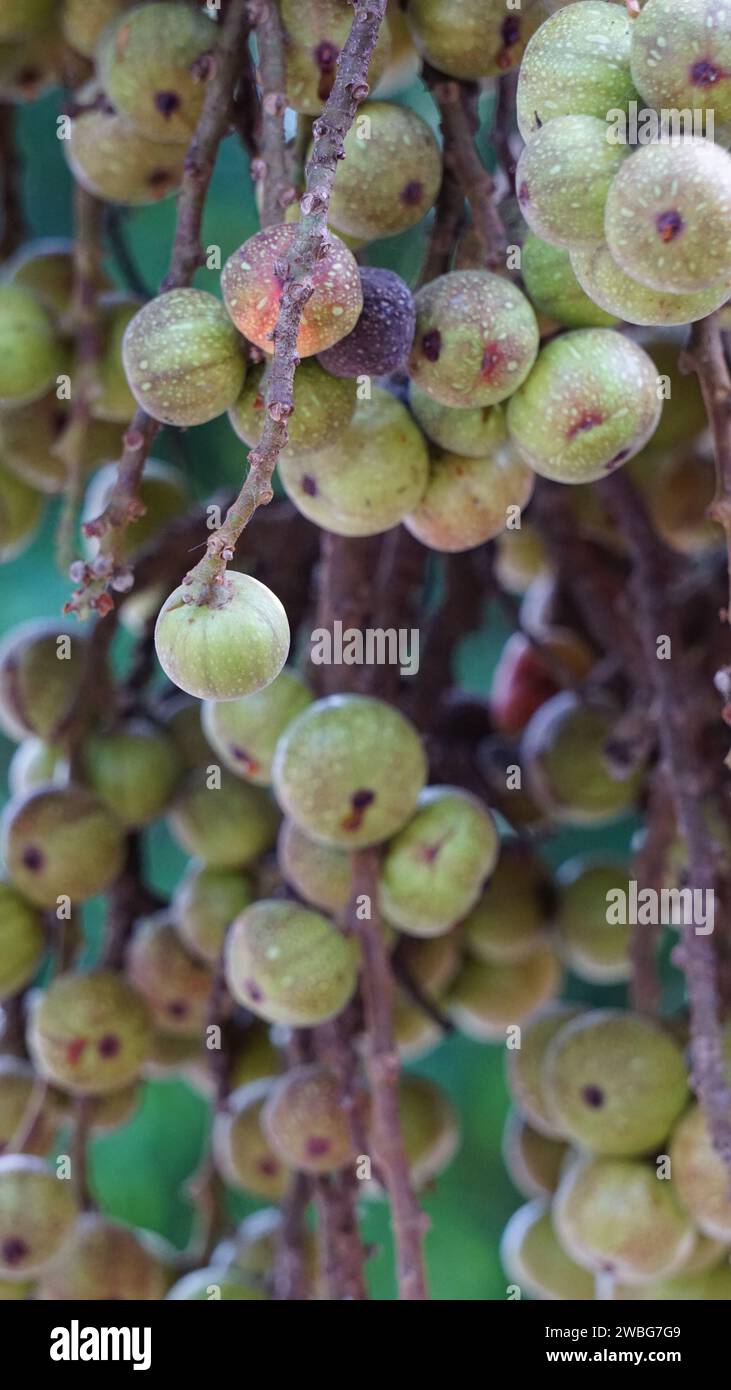 Ficus racemosa borneo hi-res stock photography and images - Alamy