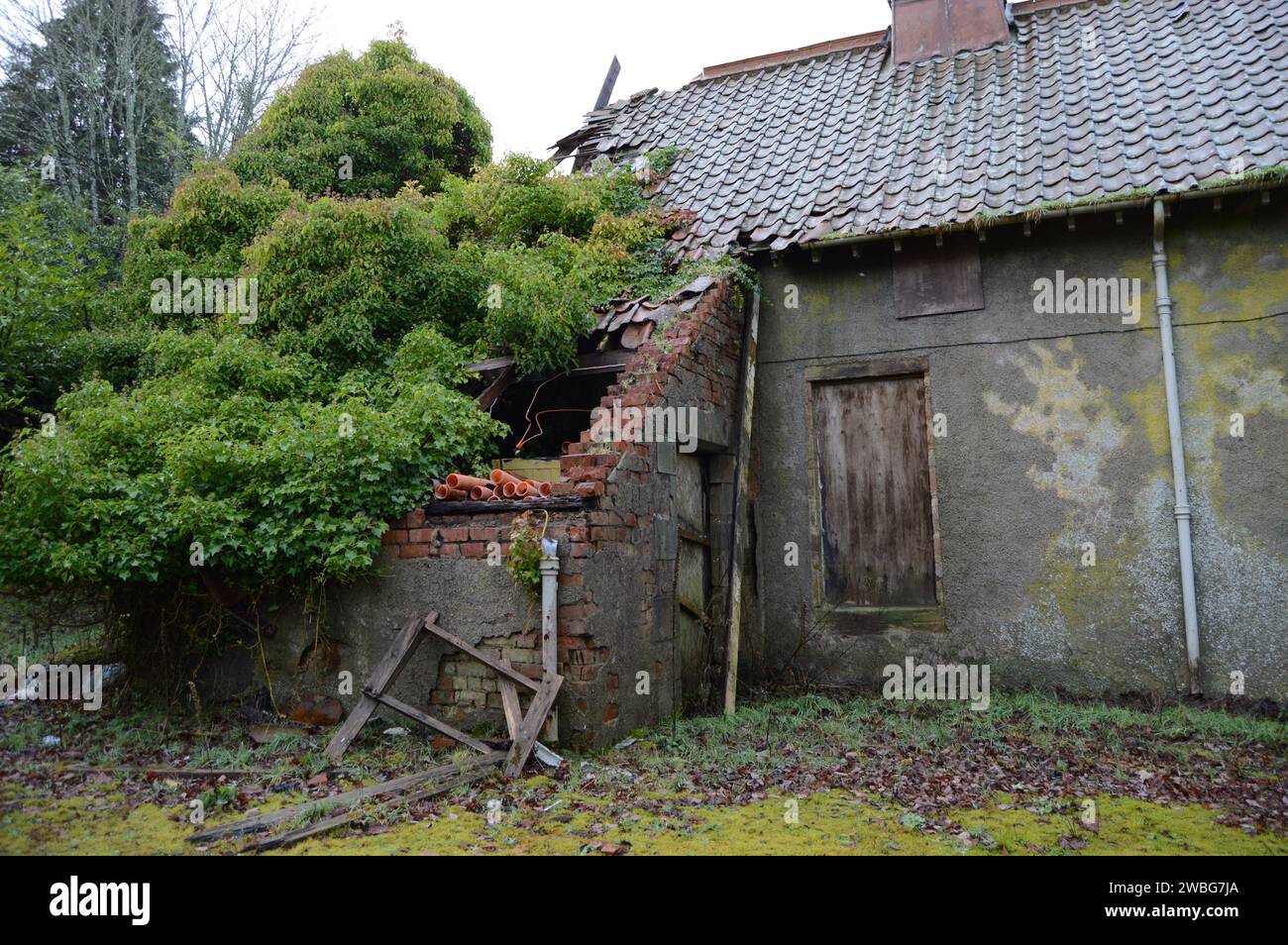 Nature reclaiming a derelict property at rear of a misty Craigtoun ...