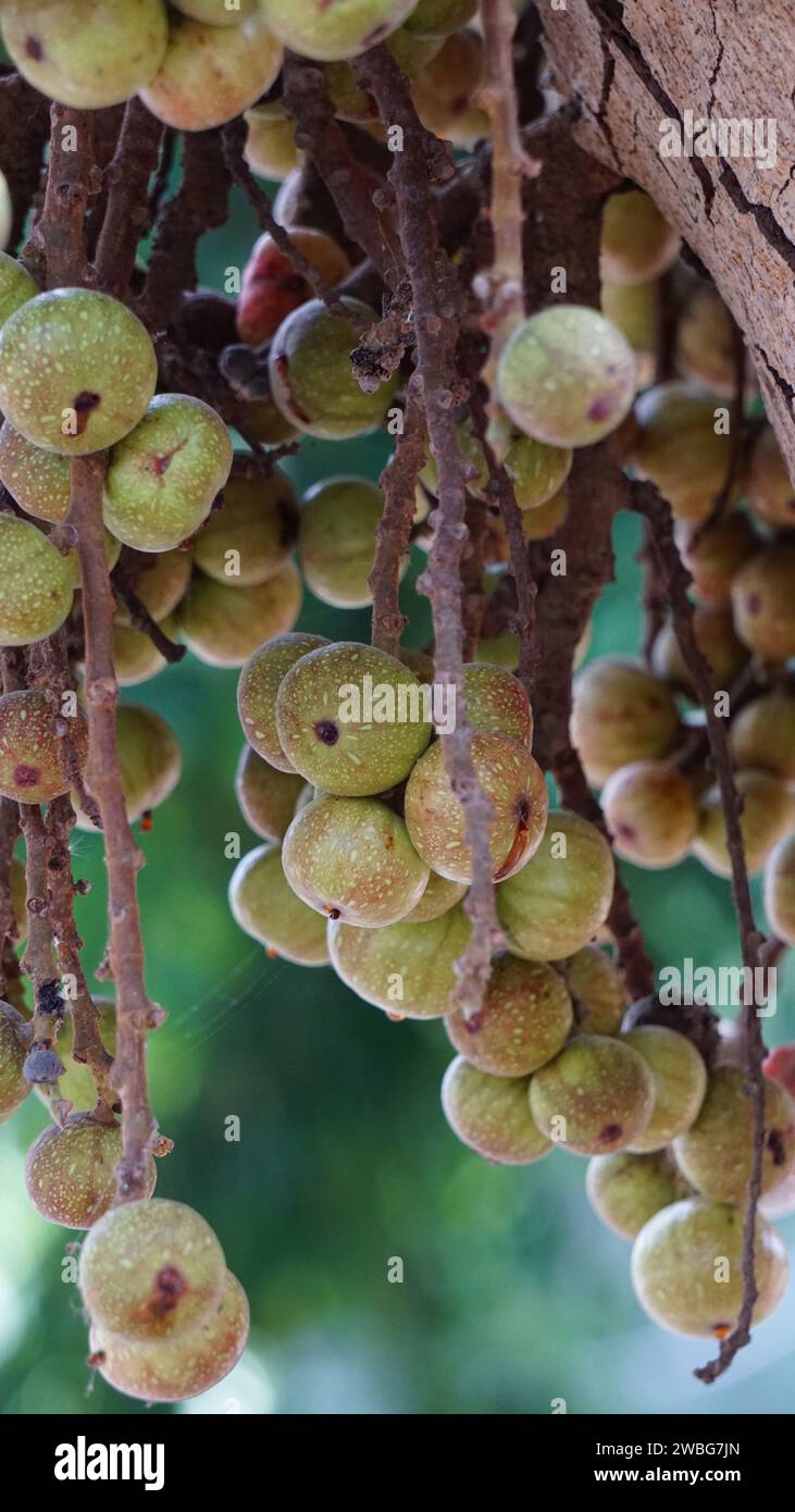 Ficus racemosa. In India, the bark is rubbed on a stone with water to ...