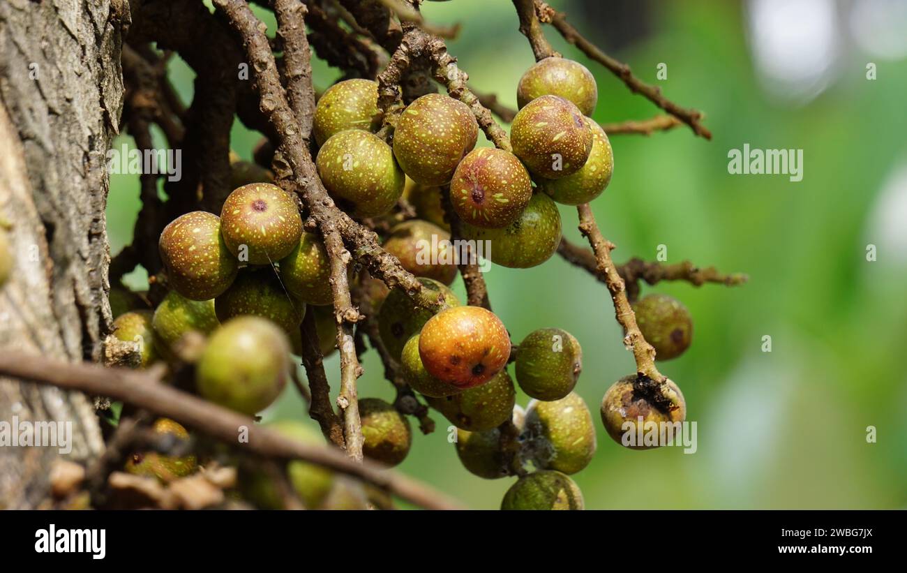 Ficus racemosa borneo hi-res stock photography and images - Alamy