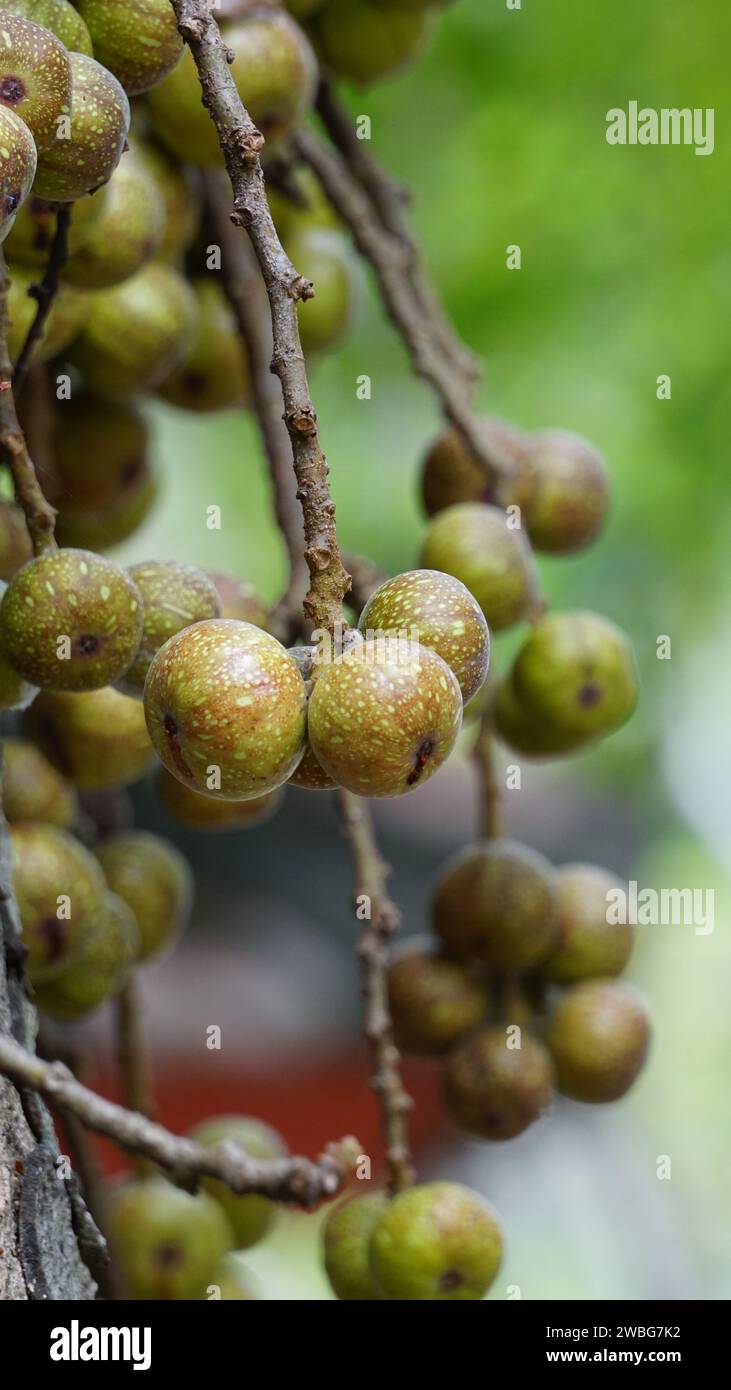 Ficus racemosa. In India, the bark is rubbed on a stone with water to ...