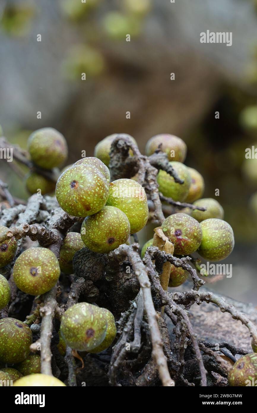 Ficus racemosa borneo hi-res stock photography and images - Alamy