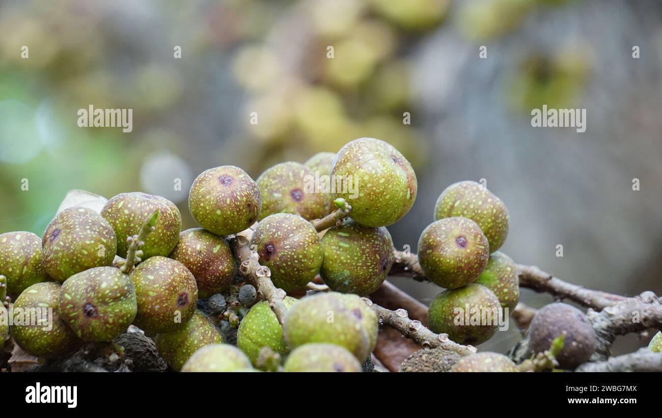 Ficus racemosa borneo hi-res stock photography and images - Alamy