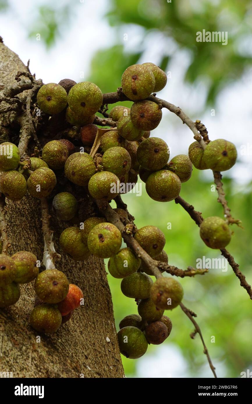 Ficus racemosa borneo hi-res stock photography and images - Alamy