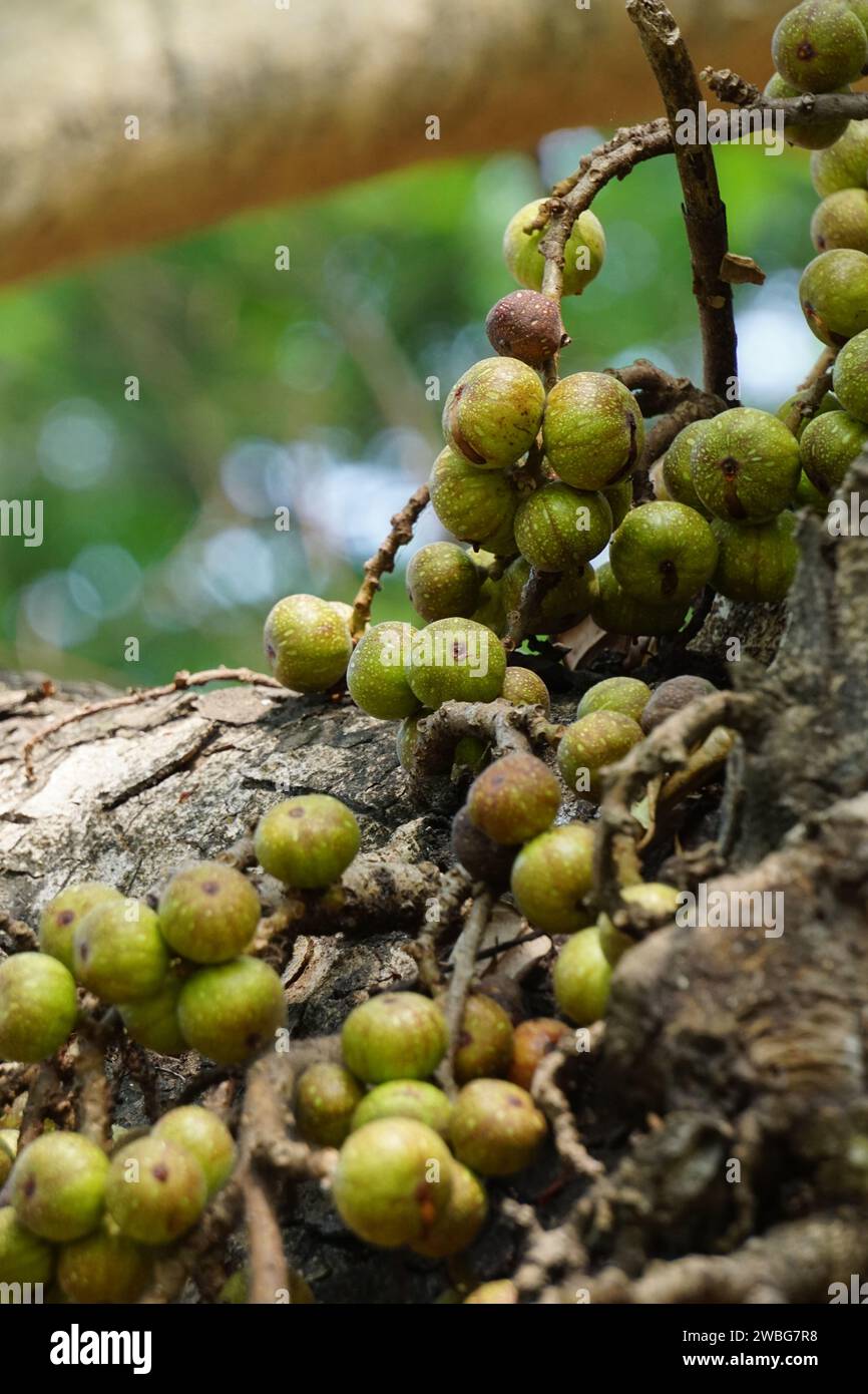 Ficus racemosa. In India, the bark is rubbed on a stone with water to ...