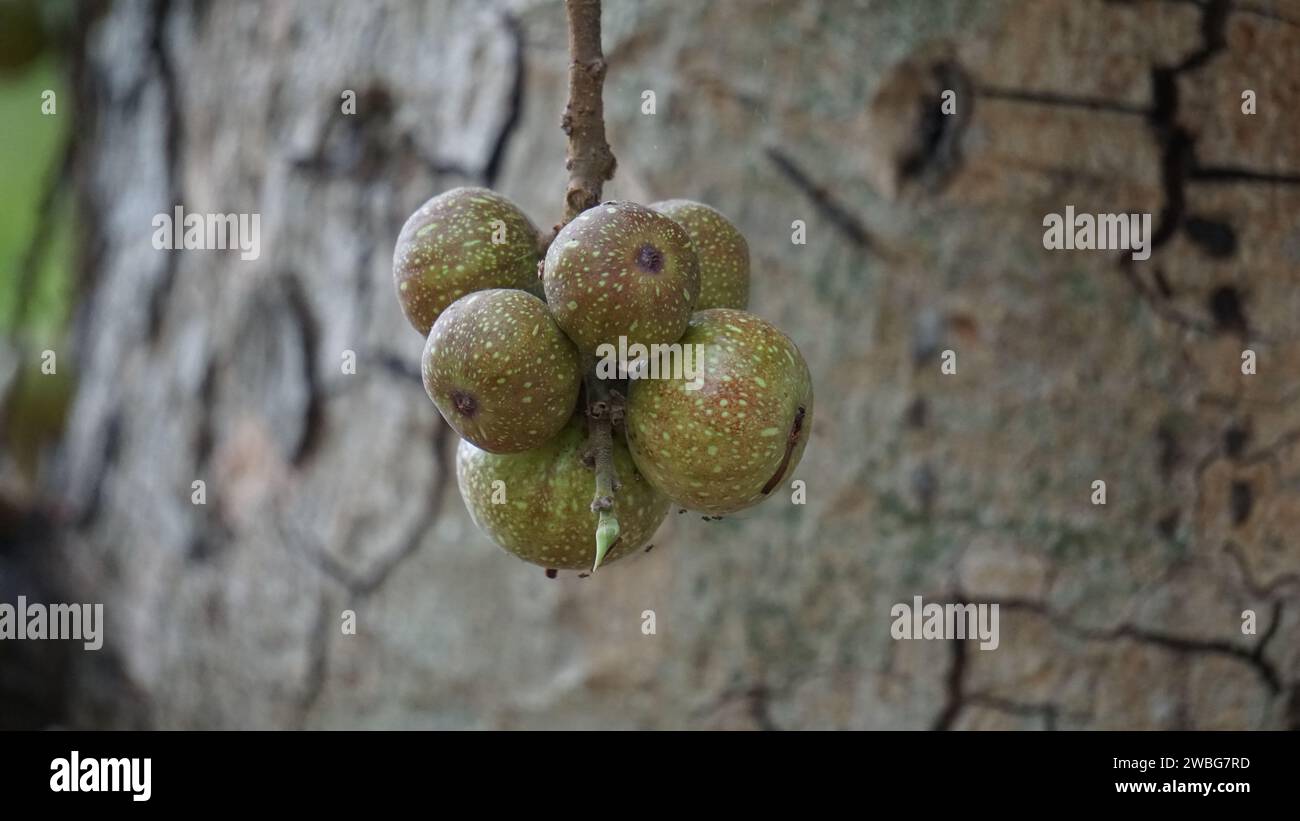 Ficus racemosa borneo hi-res stock photography and images - Alamy