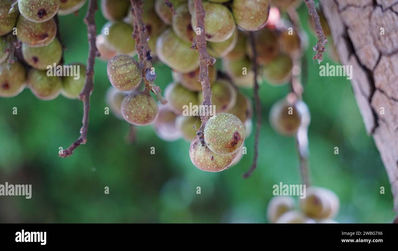 Ficus racemosa borneo hi-res stock photography and images - Alamy