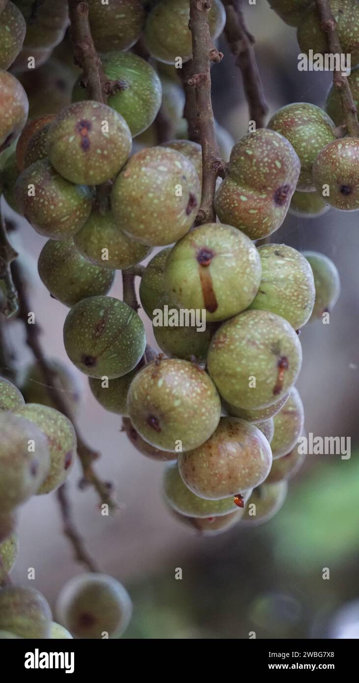Ficus racemosa borneo hi-res stock photography and images - Alamy