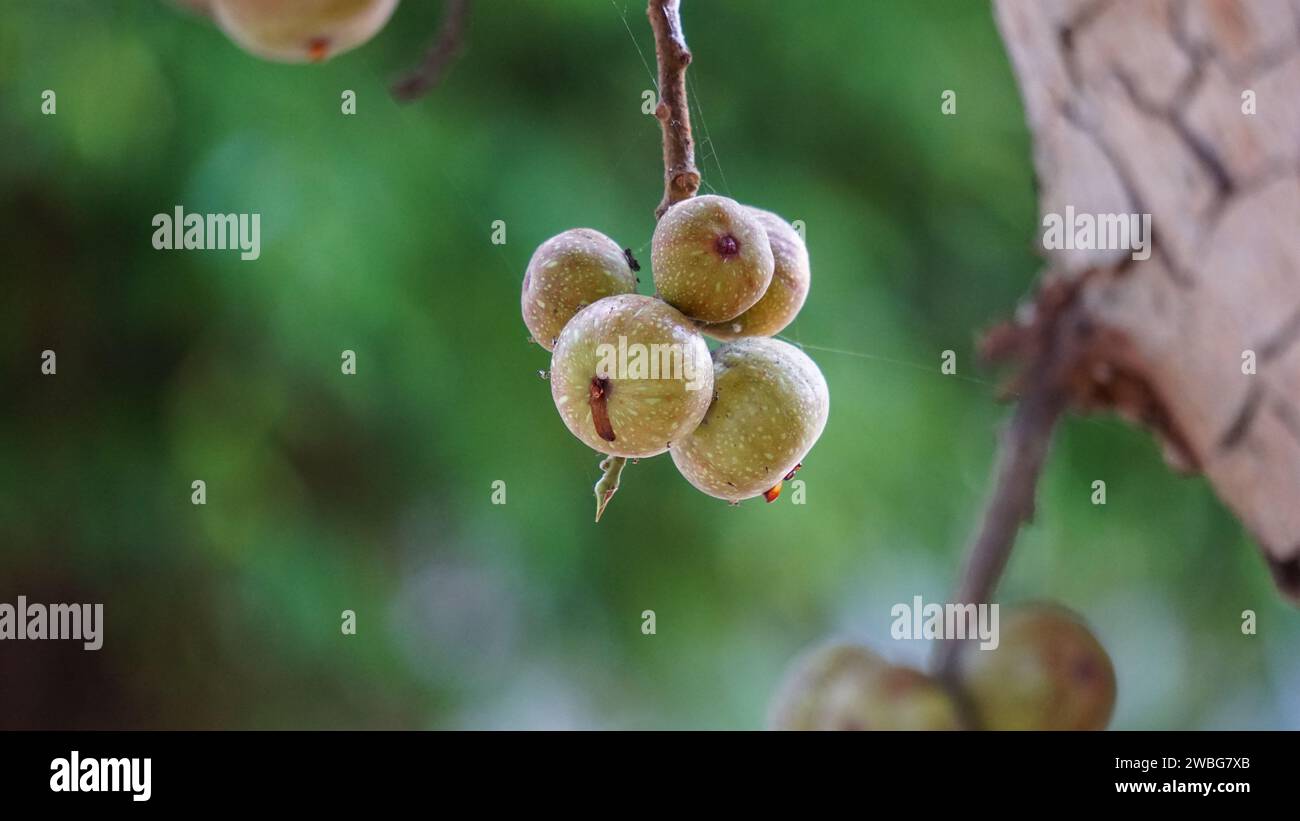Ficus racemosa. In India, the bark is rubbed on a stone with water to ...