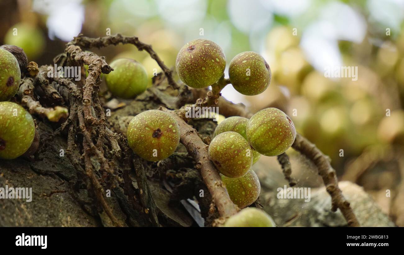 Ficus glomerata hi-res stock photography and images - Alamy