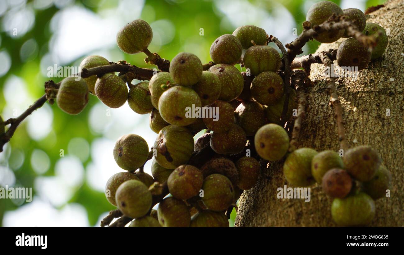 Ficus racemosa borneo hi-res stock photography and images - Alamy