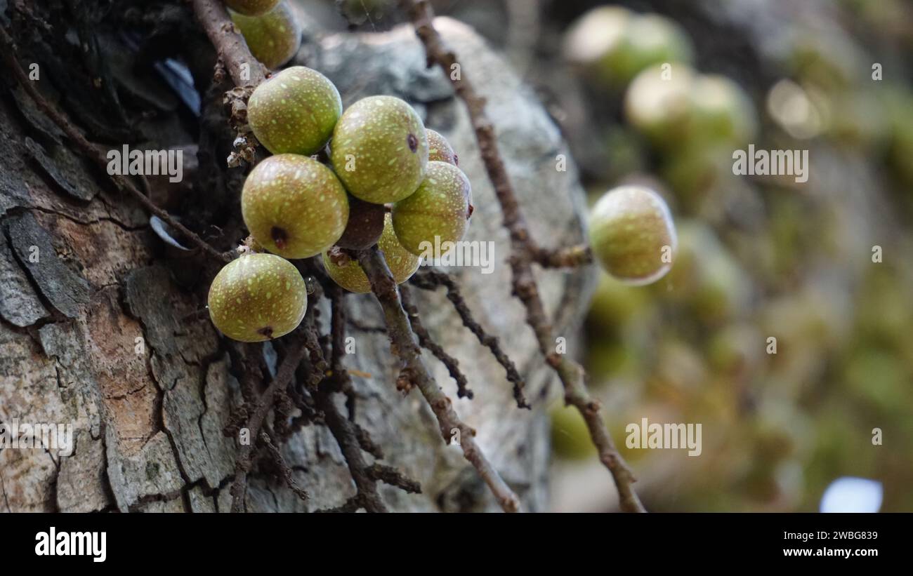 Ficus glomerata hi-res stock photography and images - Alamy