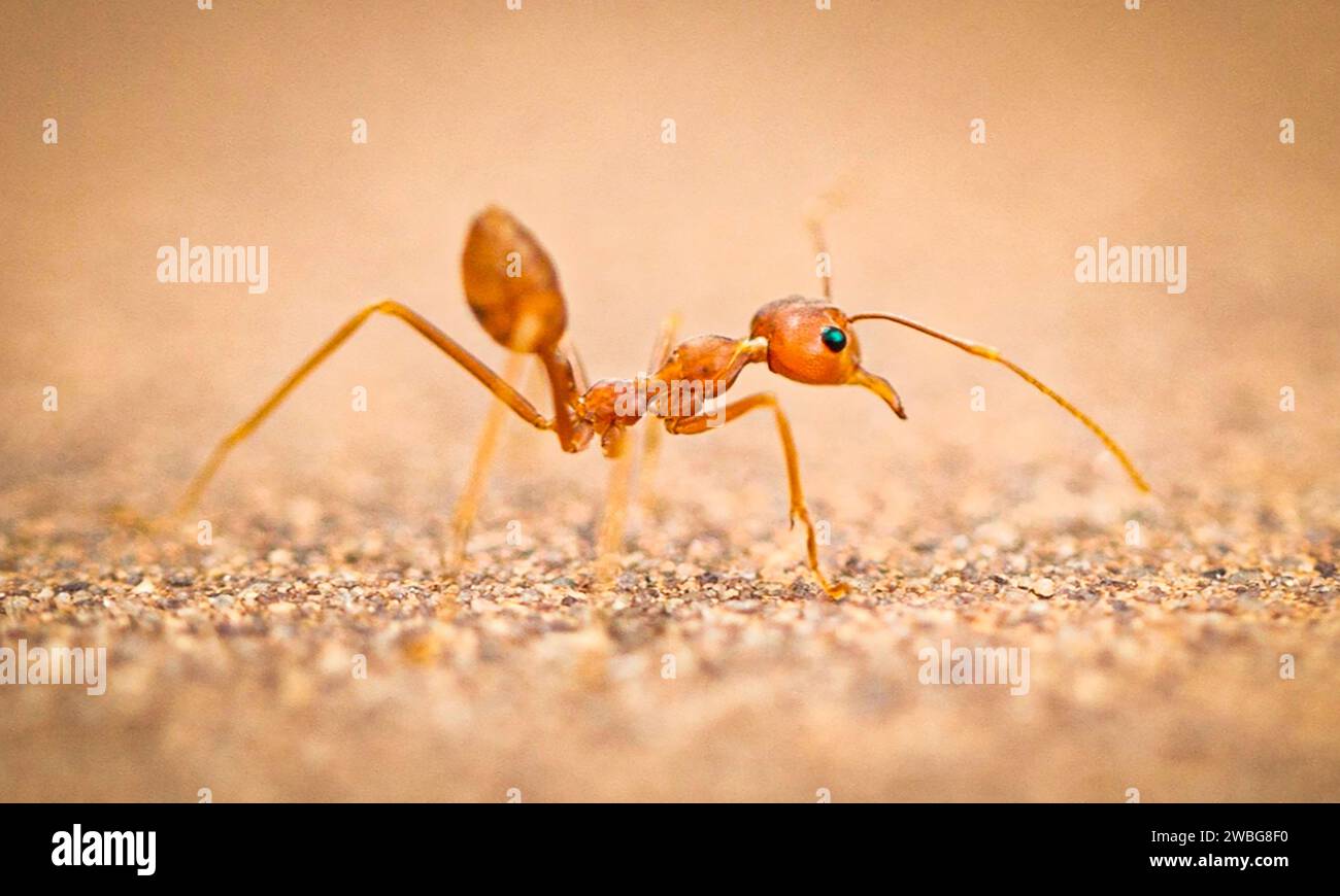 Queen ant hi-res stock photography and images - Alamy