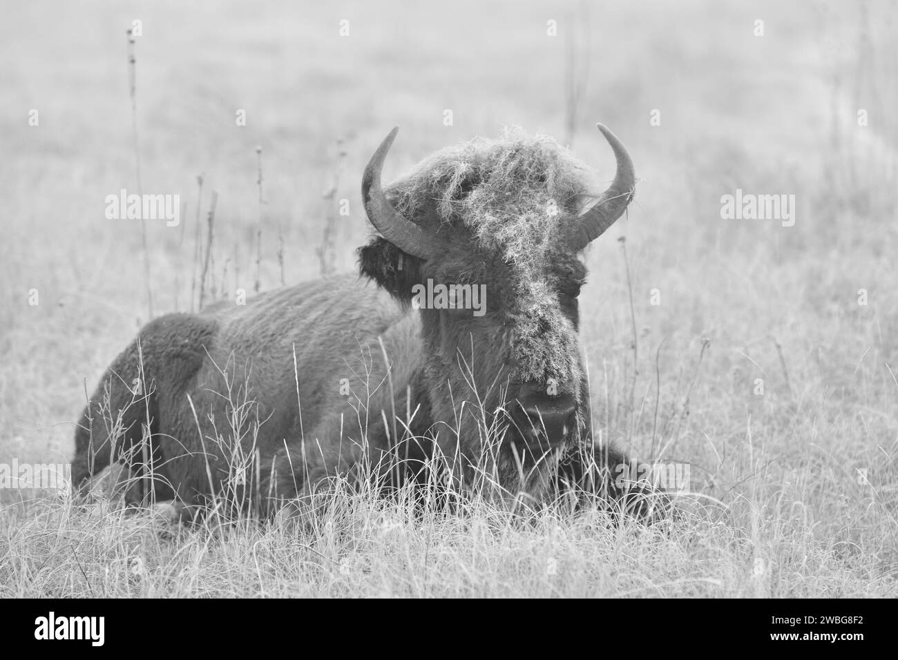 Buffalo Black and White Stock Photos & Images - Alamy