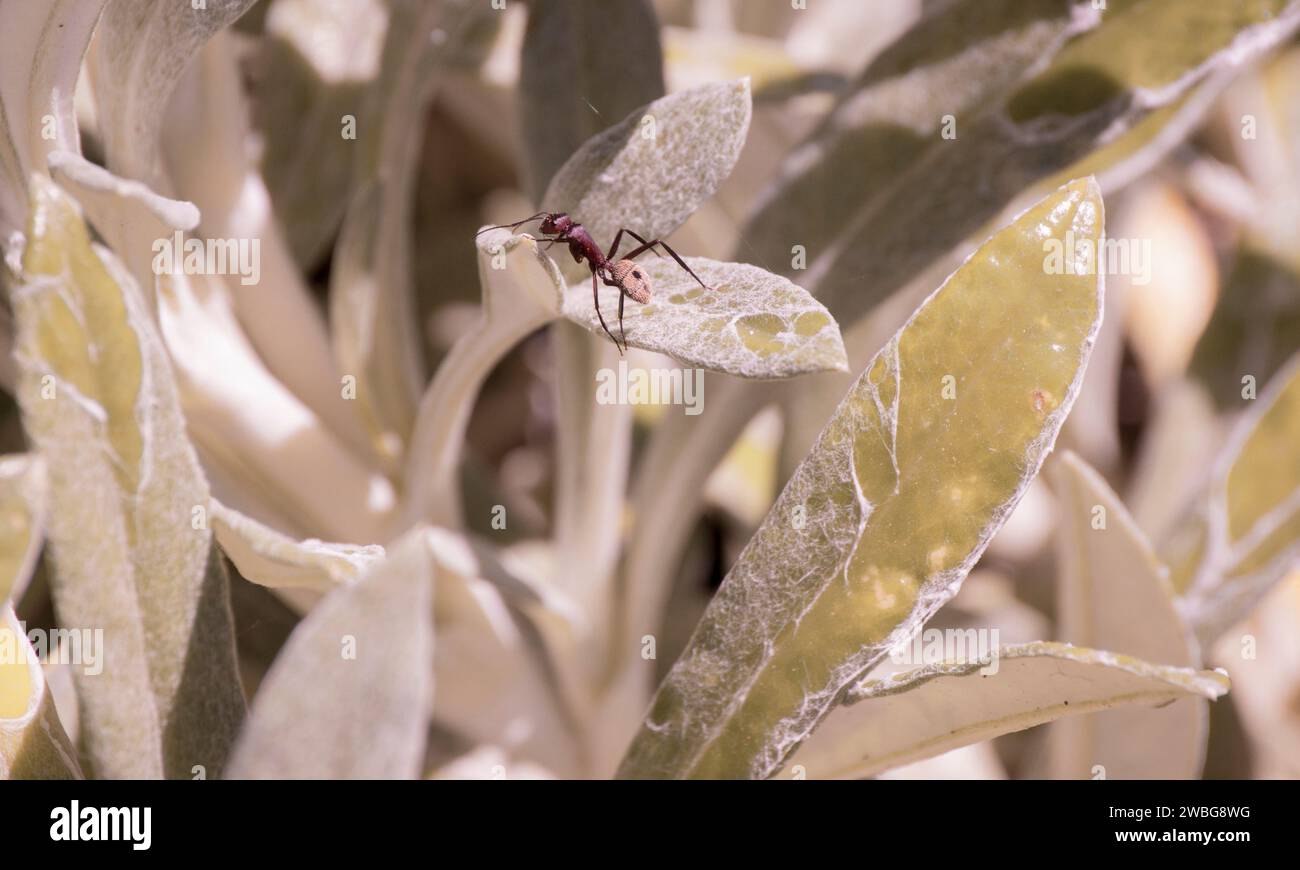 Ant zoom hi-res stock photography and images - Alamy