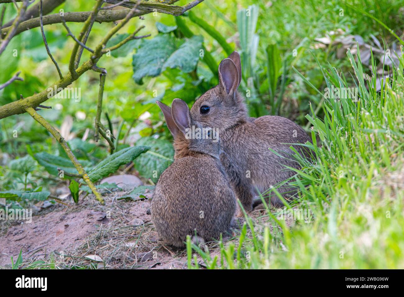 Young rabbits hi-res stock photography and images - Alamy