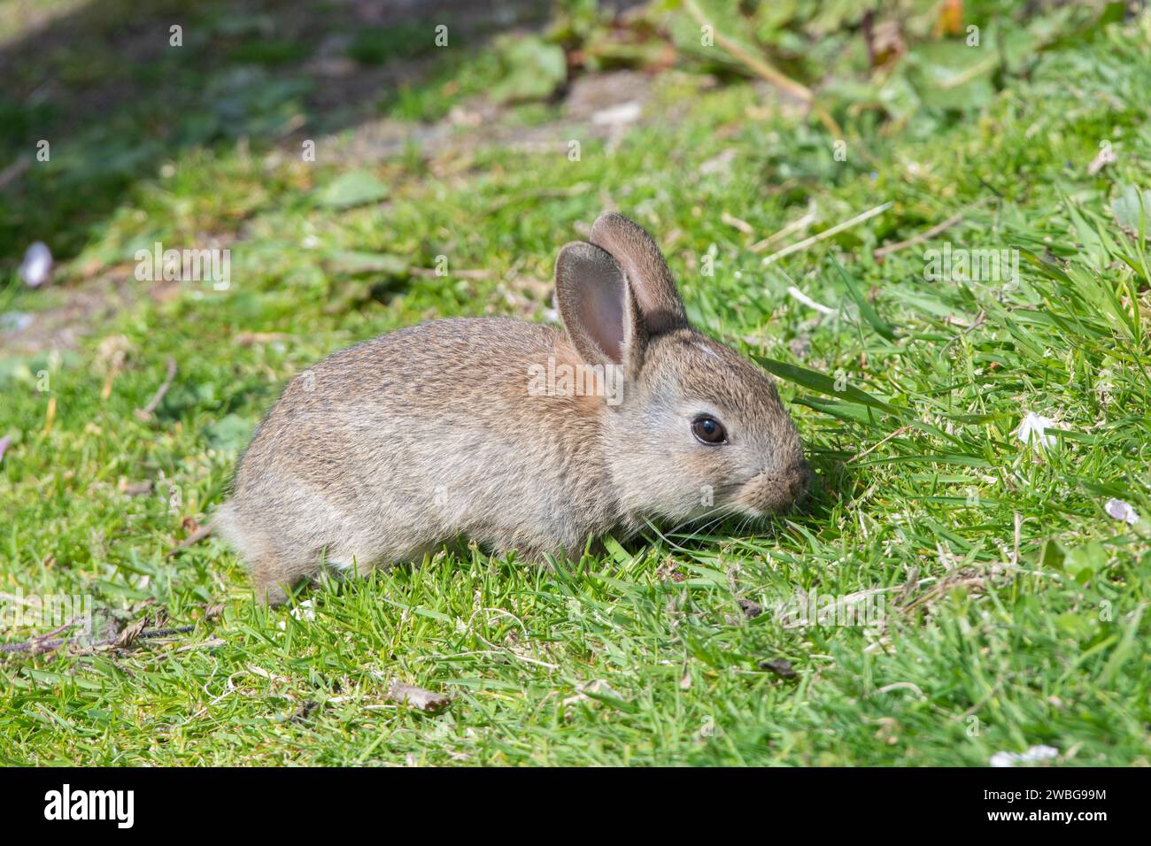 Young rabbit (Oryctolagus cuniculus Stock Photo - Alamy