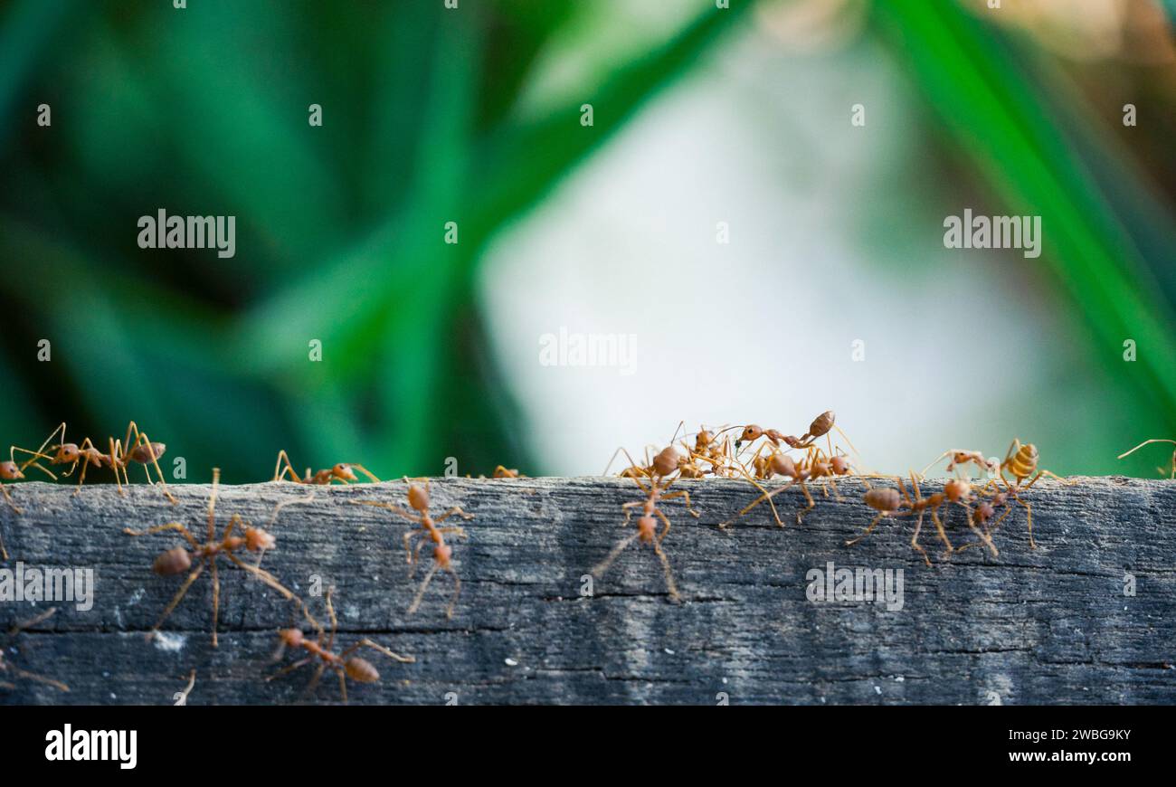 Ant teamwork in nature hi-res stock photography and images - Alamy