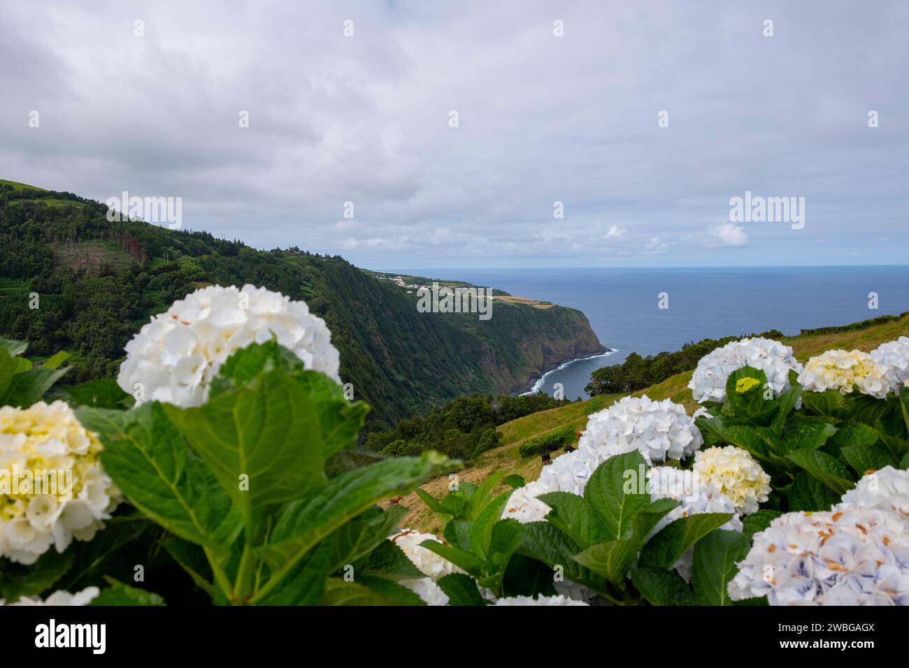 Beautiful landscape view with white hydrangea flowers on the island of ...
