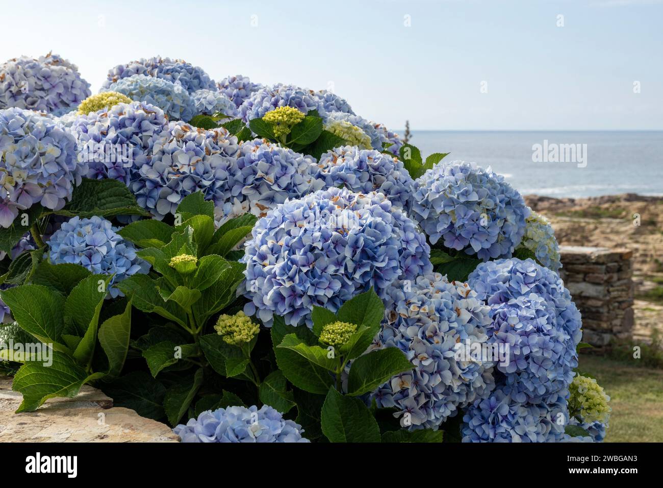 bush of blue hydrangeas overlooking a serene, rocky beach and calm sea ...