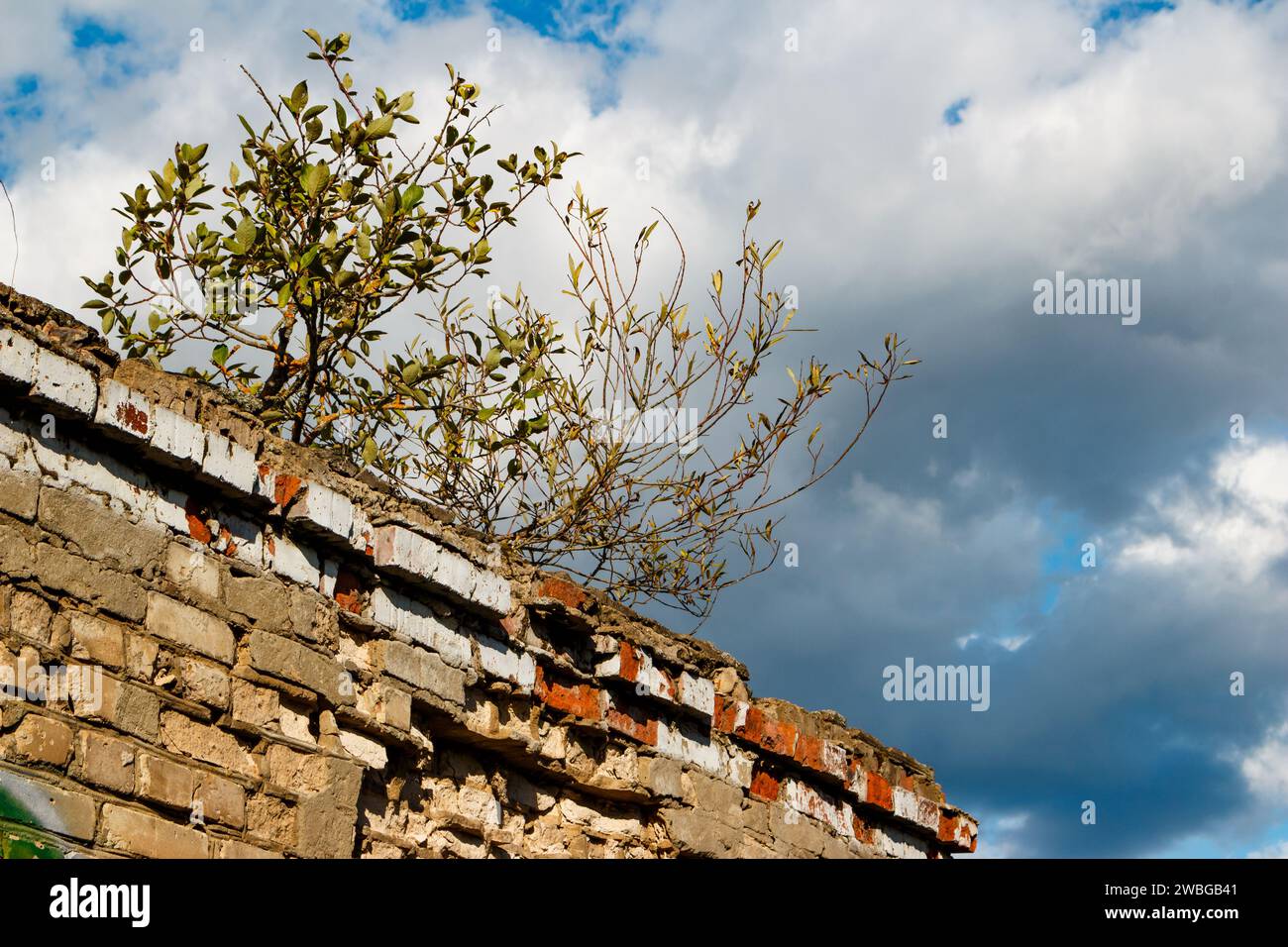 Shrub growing on the roof of an abandoned building Stock Photo - Alamy