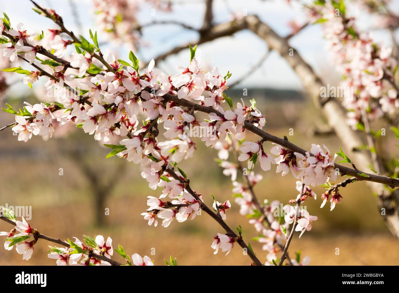 Leafy almond tree hi-res stock photography and images - Alamy