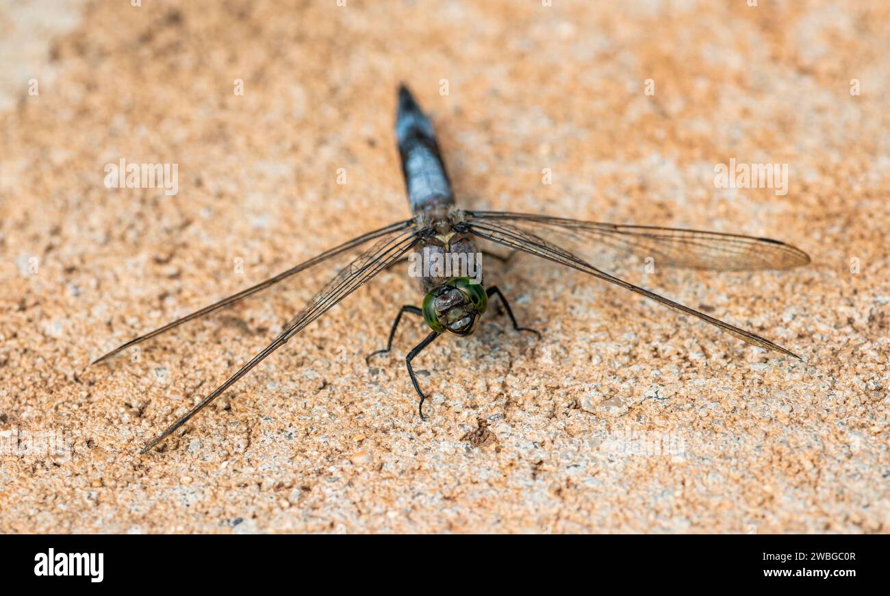 macro photo of red queen ant, portrait of ant colony,Closeup zoom in ...