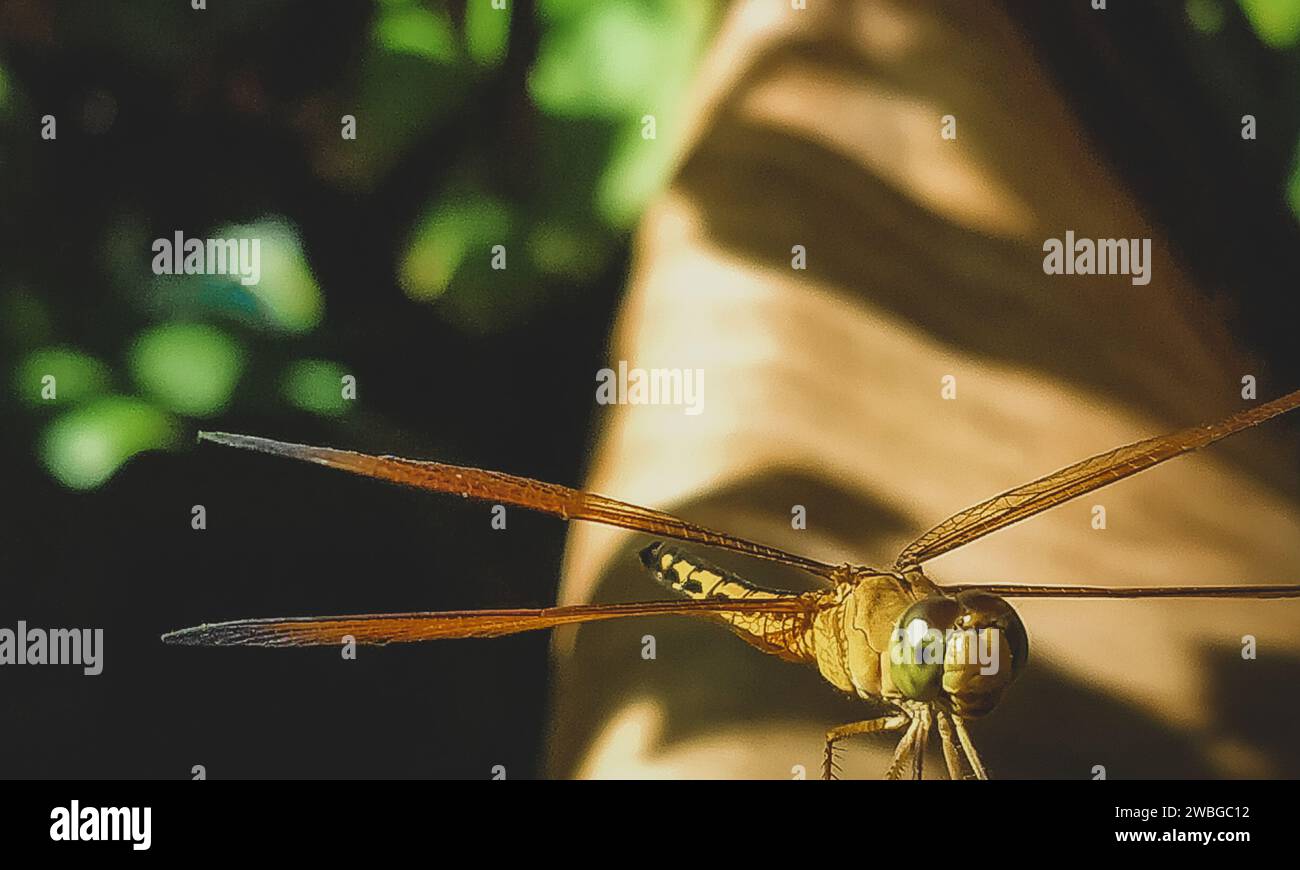 macro photo of red queen ant, portrait of ant colony,Closeup zoom in ...