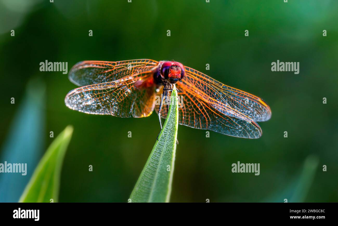 macro photo of red queen ant, portrait of ant colony,Closeup zoom in ...
