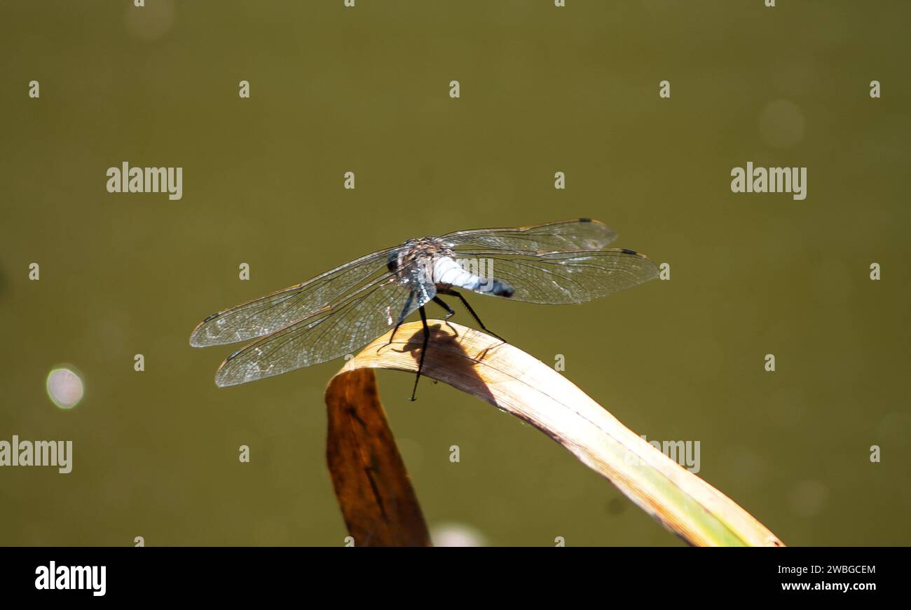 macro photo of red queen ant, portrait of ant colony,Closeup zoom in ...
