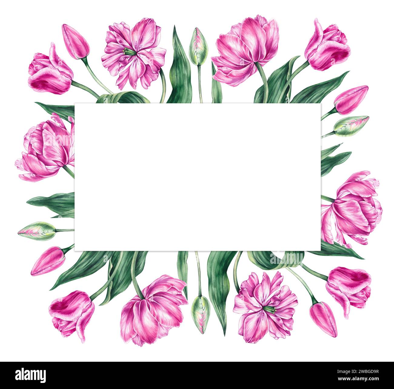 Watercolor pink tulip frame on a white background. Hand drawn tulips ...