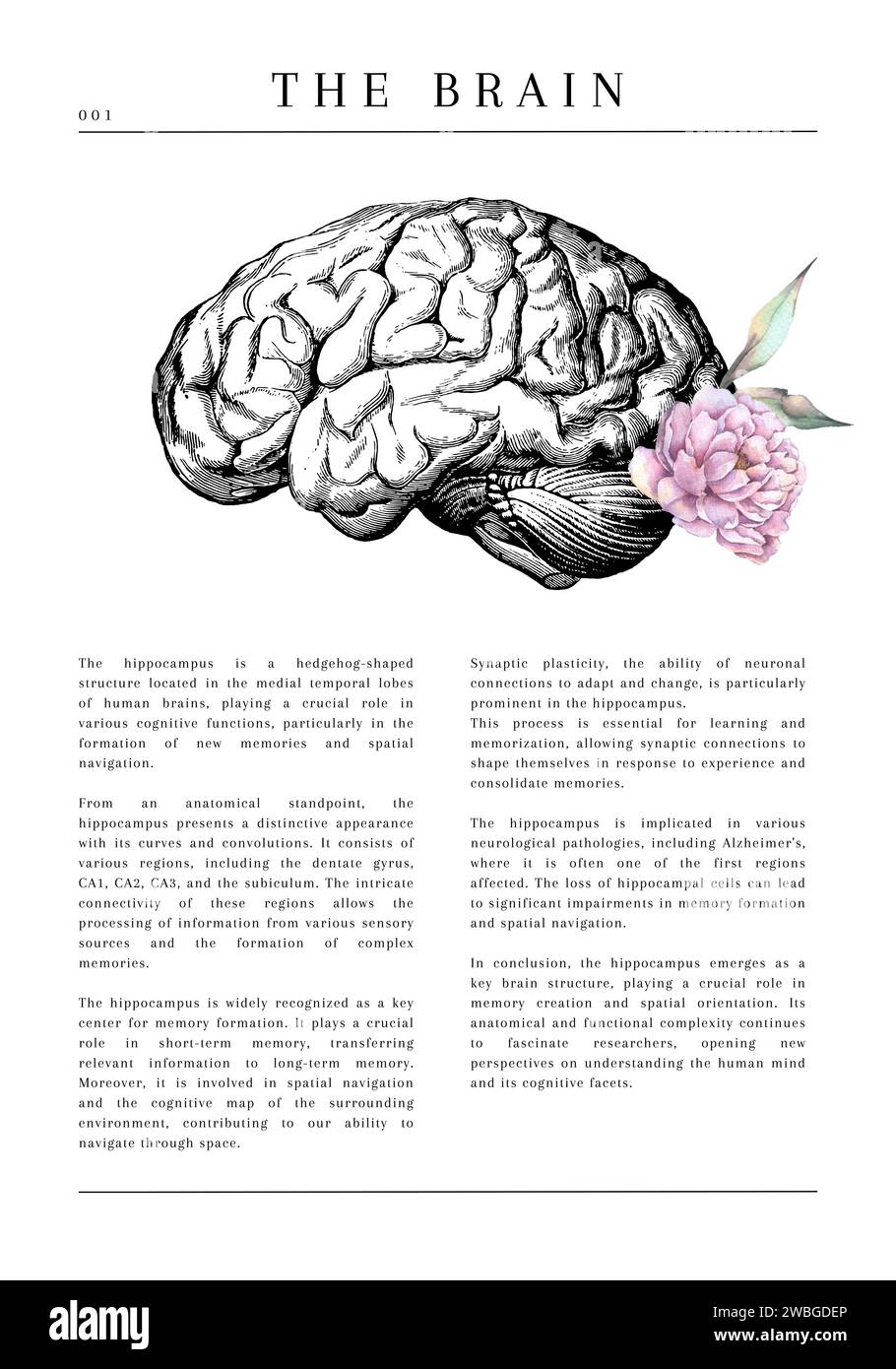 20 Digital Anatomical Medical Illustrations with Description and ...