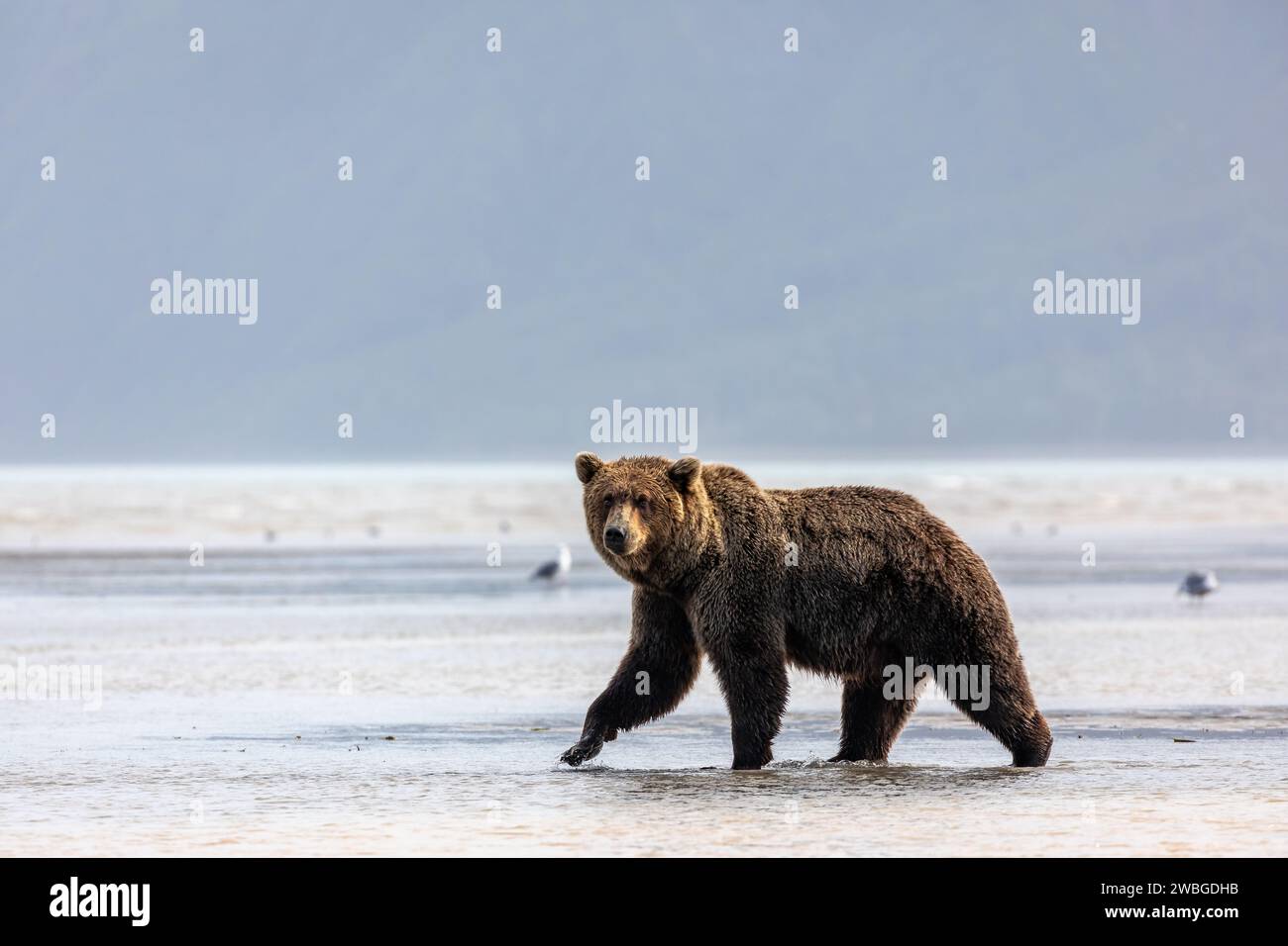 Wild grizzly bear, Ursus arctos horribilis, crossing tidal mud flats of ...