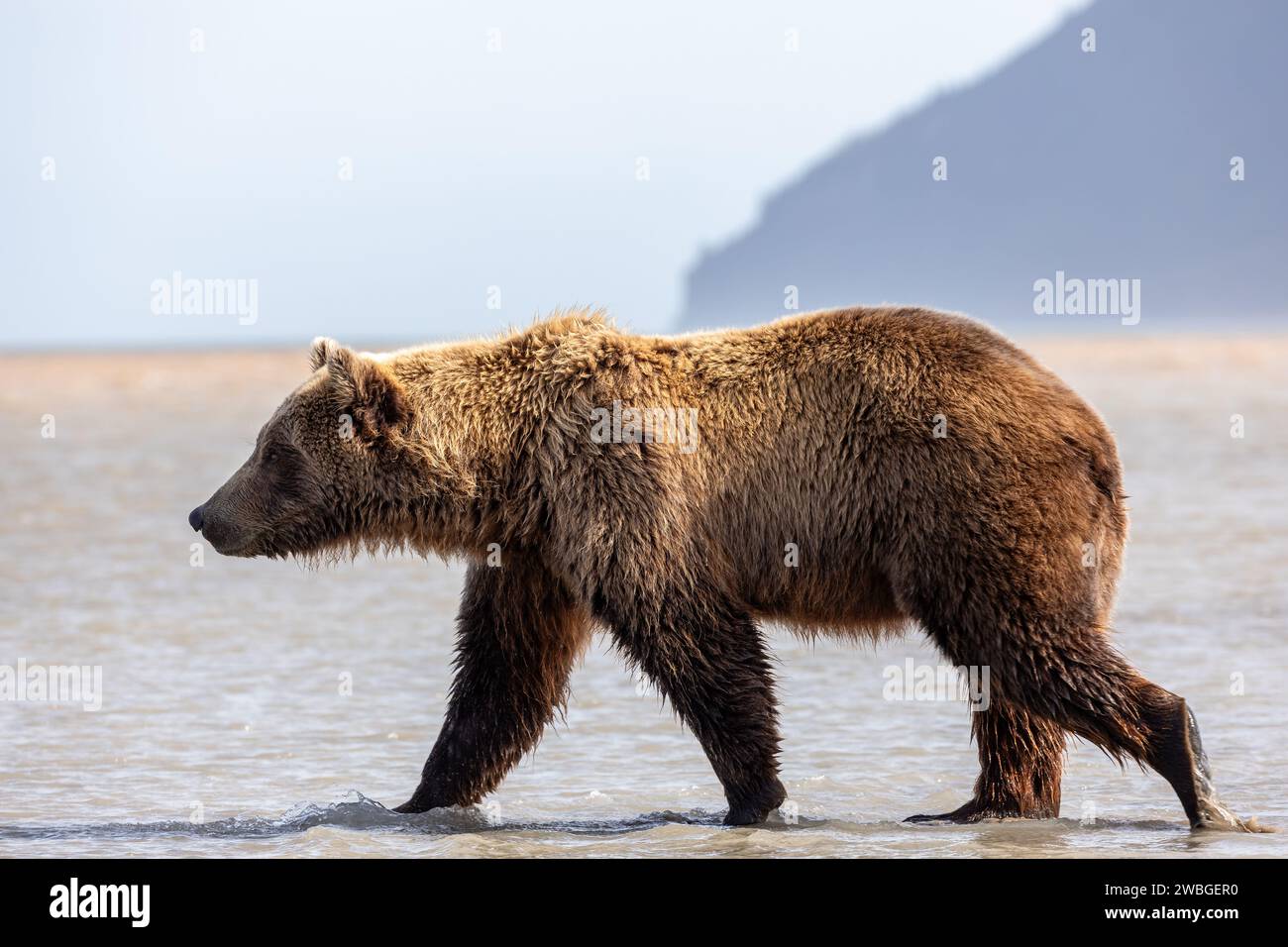 Adult female grizzly bear, Ursus arctos horribilis, walking through ...