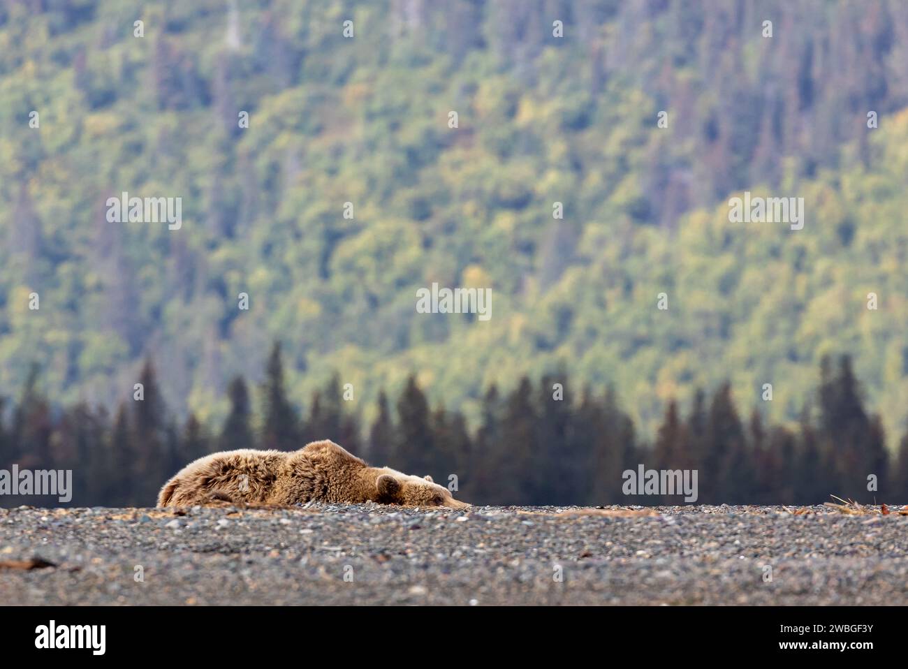 Tired grizzly bear, Ursus arctos horribilis, relaxes and stretches out ...
