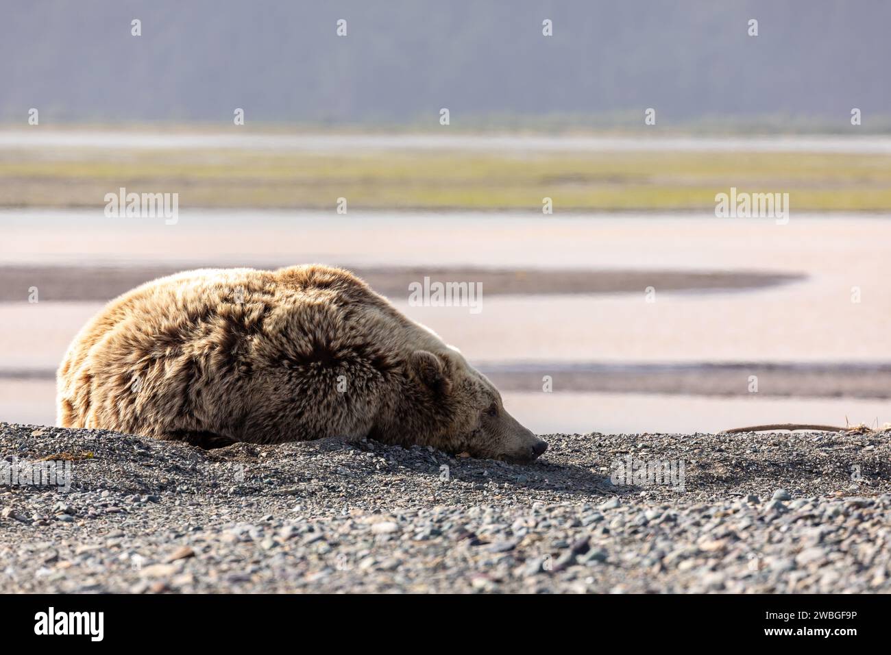 Close up of adult grizzly bear, Ursus arctos horribilis, resting on the sandy banks of a river ...