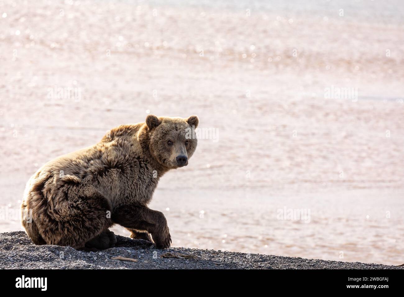 Adult grizzly bear, Ursus arctos horribilis,sitting on river bank Stock Photo - Alamy