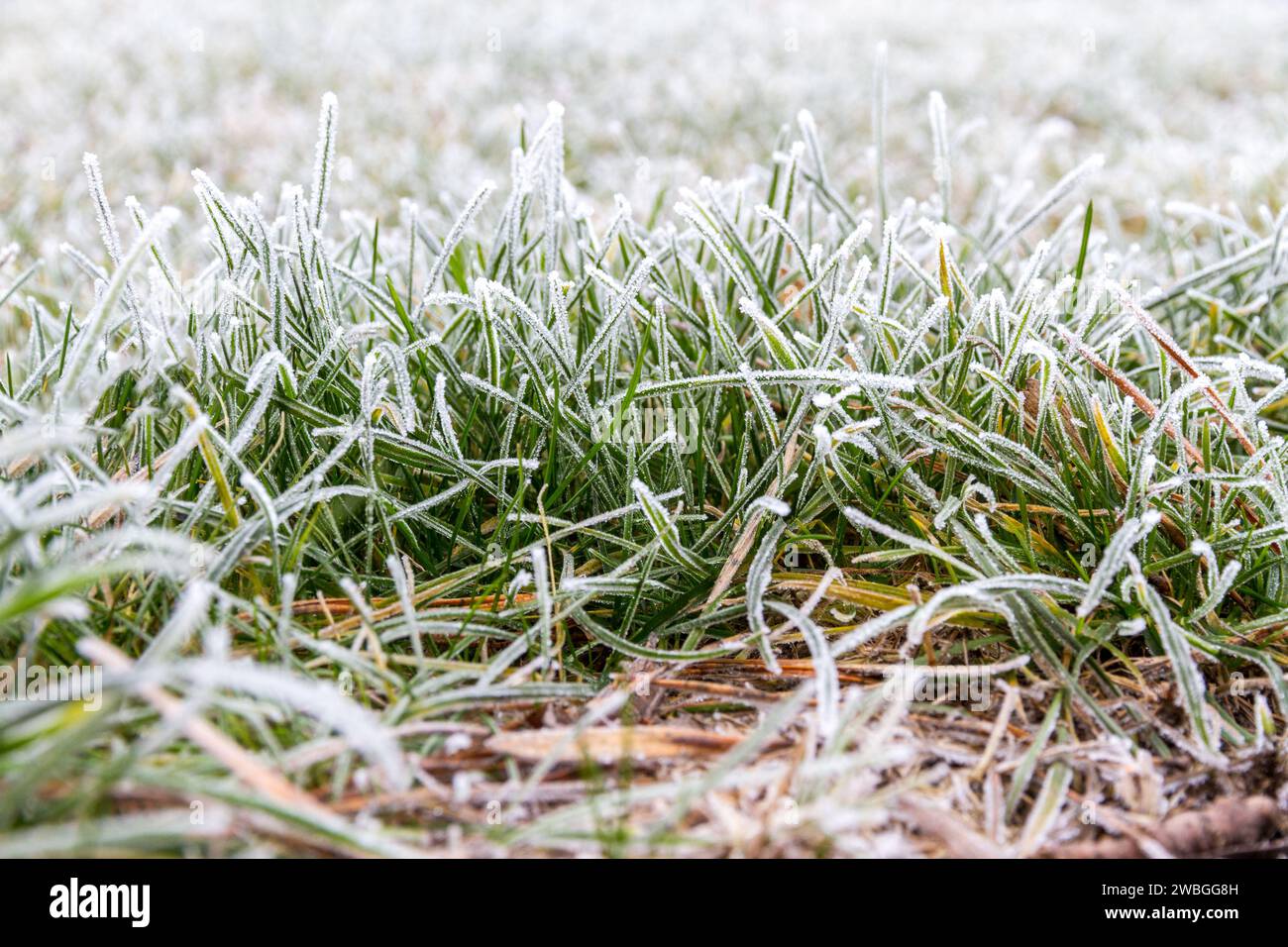 First autumn frost. Morning frost. Green grass covered with white frost ...