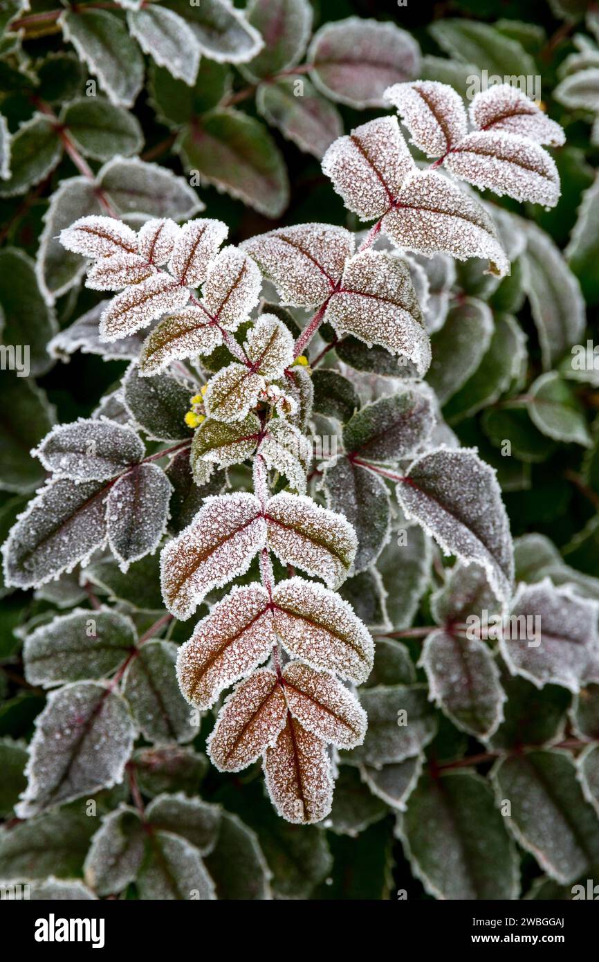 First autumn frost. Morning frost. Green ilex branches and leaves in ...