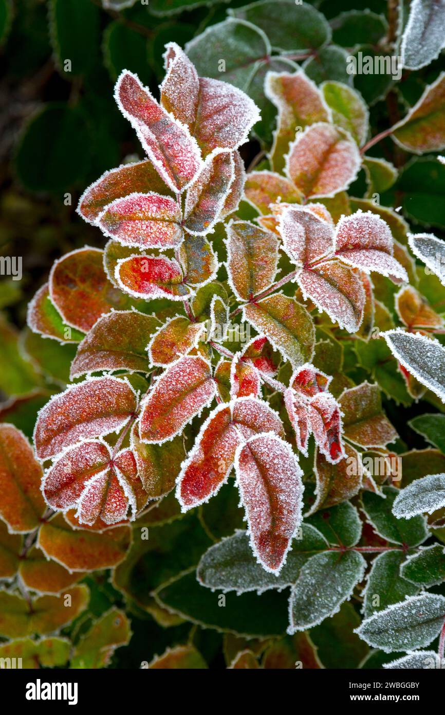 First autumn frost. Morning frost. Green ilex branches and leaves in ...